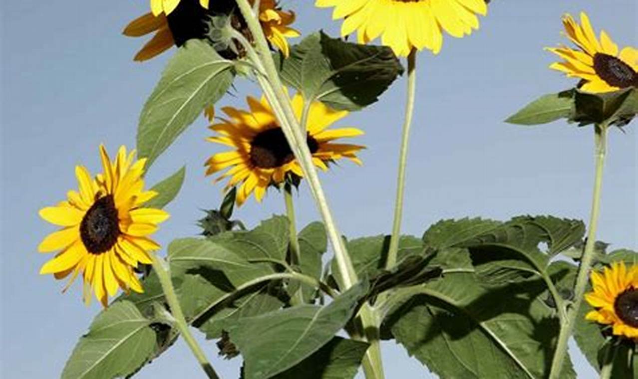 Unlocking The Majesty Of Skyscraper Sunflowers: A Towering Wonder