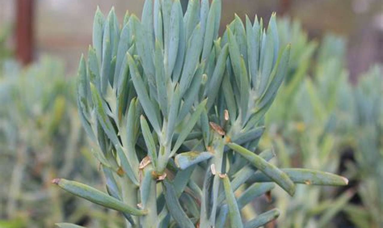 Uncover The Architectural Wonder Of Skyscraper Senecio: A Plant That Soars